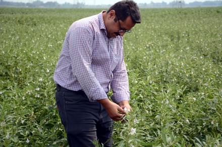 Man Checks Quality Cotton Plants Corporate Editorial Stock Photo ...