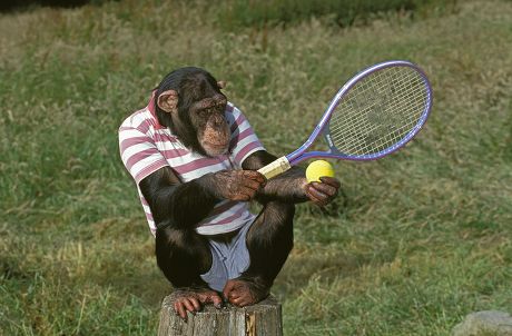 49 Chimpanzee circus Stock Pictures, Editorial Images and Stock Photos ...