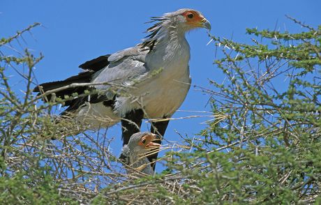 Secretary Bird Sagittarius Serpentarius Chick Nest Editorial Stock ...