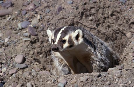 American Badger Taxidea Taxus Burrow Entrance Editorial Stock Photo ...
