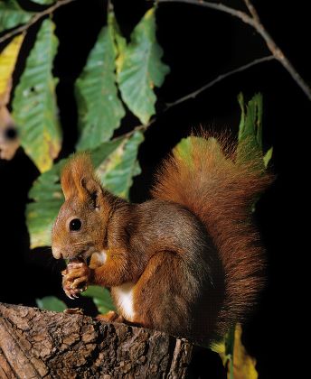 37 Chestnut squirrel Stock Pictures, Editorial Images and Stock Photos ...