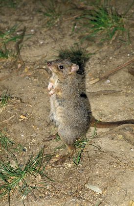 9 Brush tailed marsupial rat Stock Pictures, Editorial Images and Stock ...
