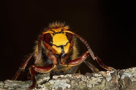 Hornet Vespa Crabo Normandy Editorial Stock Photo - Stock Image ...