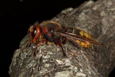 Hornet Vespa Crabo Standing On Branch Editorial Stock Photo - Stock ...