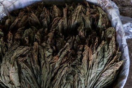 Tobacco Leaves Dried Pictured Farm Jember Editorial Stock Photo - Stock ...