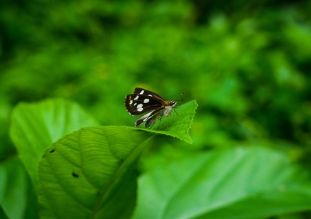 Grass Demon Udaspes Folus Small Prominent Editorial Stock Photo - Stock ...