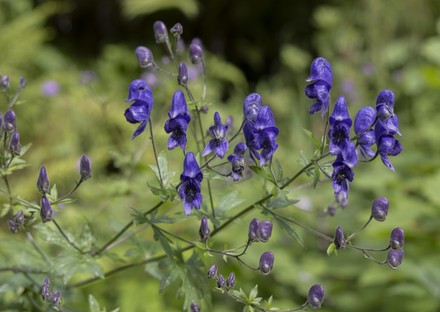 250 Aconitum Stock Pictures, Editorial Images and Stock Photos ...