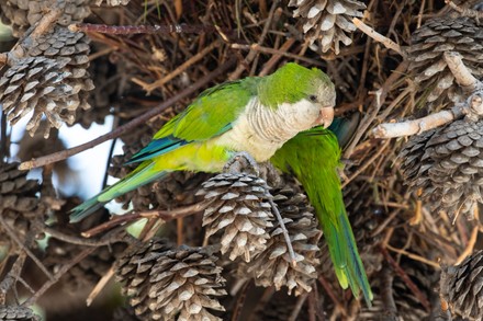 Monk Parakeets Seen Trani Puglia Italy Editorial Stock Photo - Stock ...