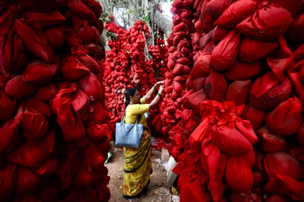 Hindu Devotee Brings Coconut Offering Wrapped Editorial Stock Photo ...