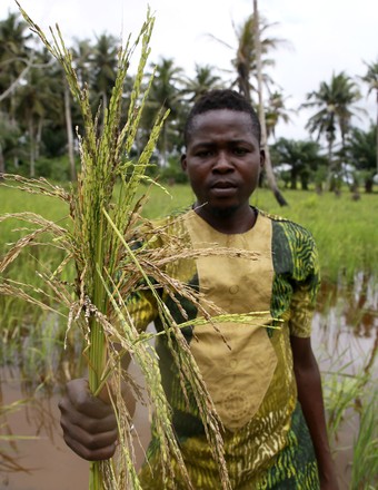 9,000 Rice field Stock Pictures, Editorial Images and Stock Photos ...