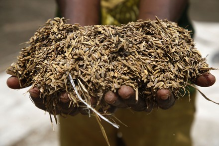 9,000 Rice field Stock Pictures, Editorial Images and Stock Photos ...