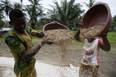 9,000 Rice field Stock Pictures, Editorial Images and Stock Photos ...