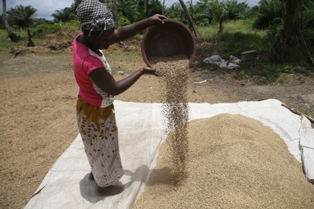 9,000 Rice field Stock Pictures, Editorial Images and Stock Photos ...