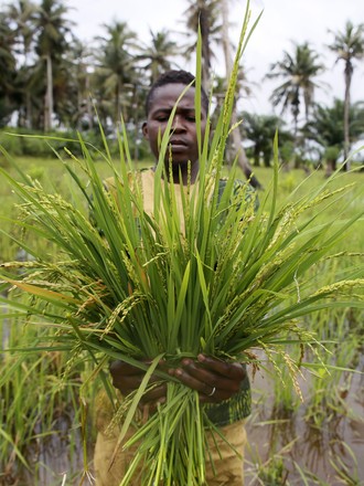 9,000 Rice field Stock Pictures, Editorial Images and Stock Photos ...