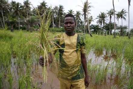 9,000 Rice field Stock Pictures, Editorial Images and Stock Photos ...