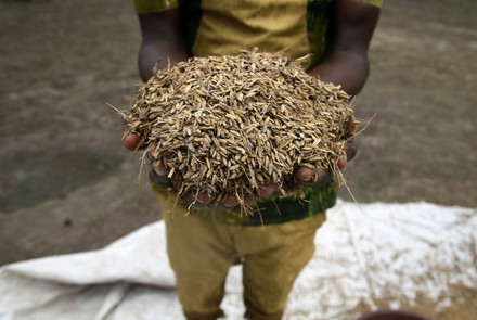 9,000 Rice field Stock Pictures, Editorial Images and Stock Photos ...