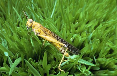 Locust Schistocria Gregaria Adult Editorial Stock Photo - Stock Image ...