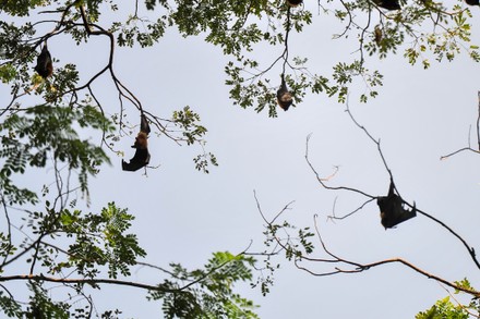 6 Animal to human. the fruit bats Stock Pictures, Editorial Images and ...