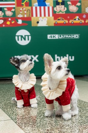 Belle Dog Tinkerbelle Dog Attend Elf Editorial Stock Photo - Stock ...