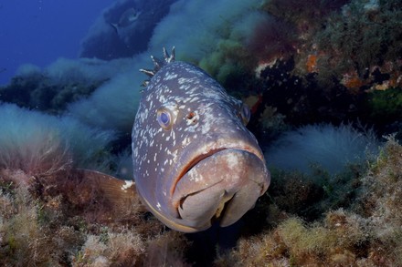 20,000 Bony fishes Stock Pictures, Editorial Images and Stock Photos ...