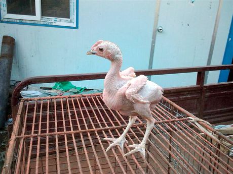25 Featherless Stock Pictures, Editorial Images and Stock Photos ...