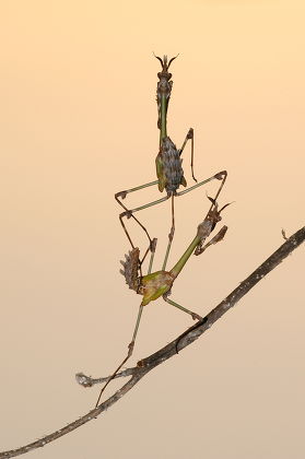36 Preying mantis Stock Pictures, Editorial Images and Stock Photos ...