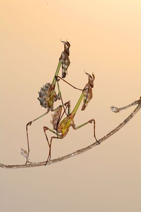 36 Preying mantis Stock Pictures, Editorial Images and Stock Photos ...