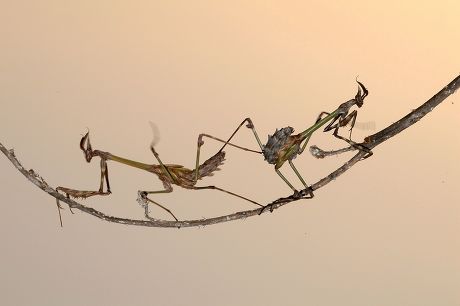 36 Preying mantis Stock Pictures, Editorial Images and Stock Photos ...