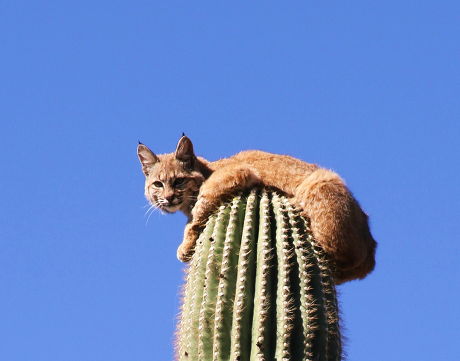 Bobcat On Top Giant Saguaro Cactus Editorial Stock Photo - Stock Image ...