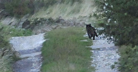 Large Cat Photographed On Holkham Estate Editorial Stock Photo - Stock ...