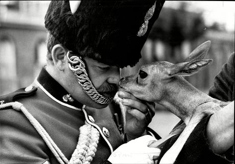 41 Blackbuck antelope Stock Pictures, Editorial Images and Stock Photos ...
