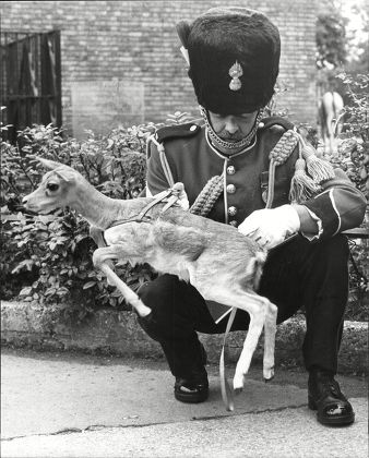 Army Regiments 1982 Royal Regiment Fusiliers Editorial Stock Photo ...