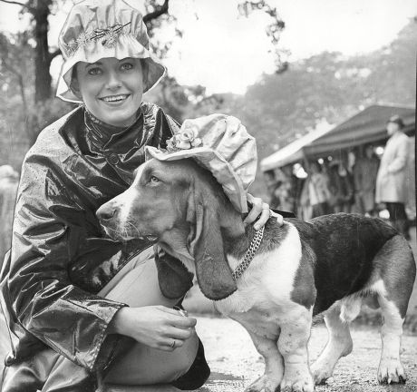 Mrs Lynn Callingham Fred Basset Hound Editorial Stock Photo - Stock ...