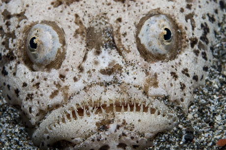 Reticulate Stargazer Uranoscopus Sp Adult Closeup Editorial Stock Photo ...