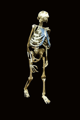 Replica Skeleton Australopithecus Afarensis Lucy Known Redaktionelles ...