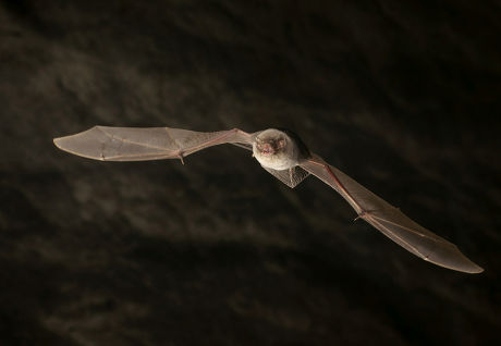 Common Bentwing Bat Schreibers Longfingered Bat Editorial Stock Photo ...