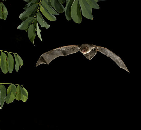 Common Bentwing Bat Schreibers Longfingered Bat Editorial Stock Photo ...
