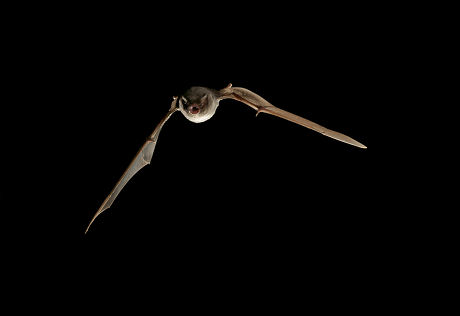 Common Bentwing Bat Schreibers Longfingered Bat Editorial Stock Photo ...