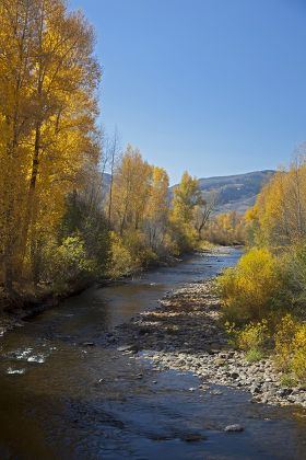 Aspen Trees Along Fraser River Autumn Editorial Stock Photo - Stock ...