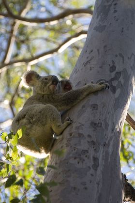 Rescued Wild Koala Blair Prepared Xray Editorial Stock Photo - Stock ...