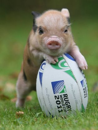 Animals with rugby balls, Britain - Sep 2011 Stock Pictures, Editorial ...