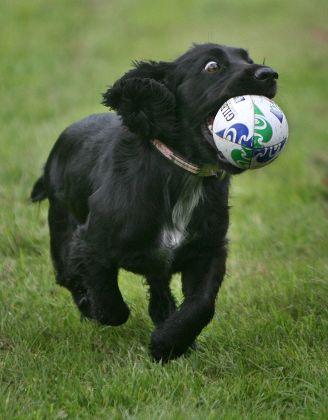 Animals with rugby balls, Britain - Sep 2011 Stock Pictures, Editorial ...
