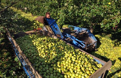Harvest Rupert Bests Apple Orchard Editorial Stock Photo - Stock Image ...