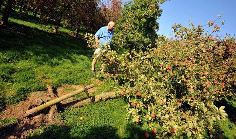 Rupert Best Tree That Fell Over Editorial Stock Photo - Stock Image ...