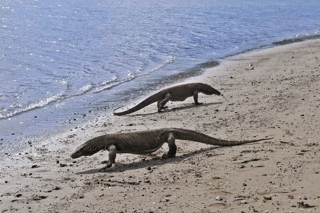 58 Sand monitor Stock Pictures, Editorial Images and Stock Photos ...