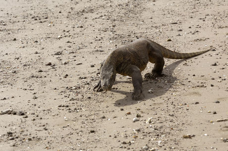 58 Sand monitor Stock Pictures, Editorial Images and Stock Photos ...