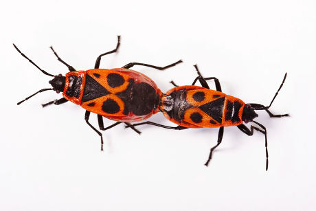 39 Fire bug Stock Pictures, Editorial Images and Stock Photos ...