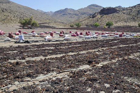Drying Grapes Raisins Dried Fruit Agriculture Editorial Stock Photo ...