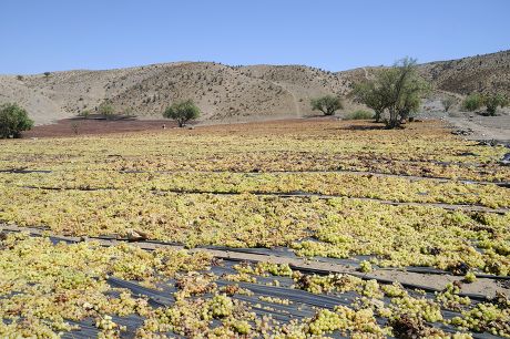 Drying Grapes Raisins Dried Fruit Agriculture Editorial Stock Photo ...