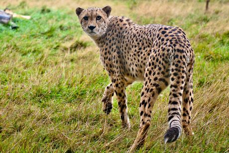 Cheetah Editorial Stock Photo - Stock Image | Shutterstock